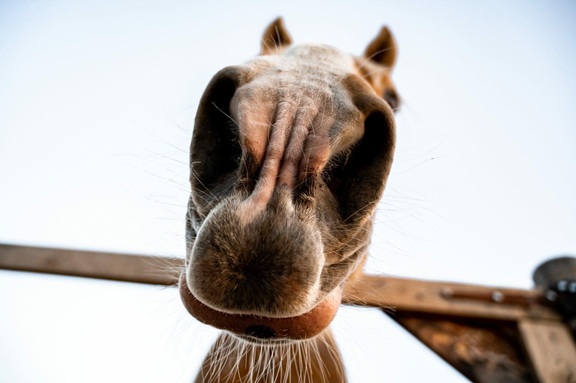 Dust Control and Your Horse’s Health | Whoa Dust